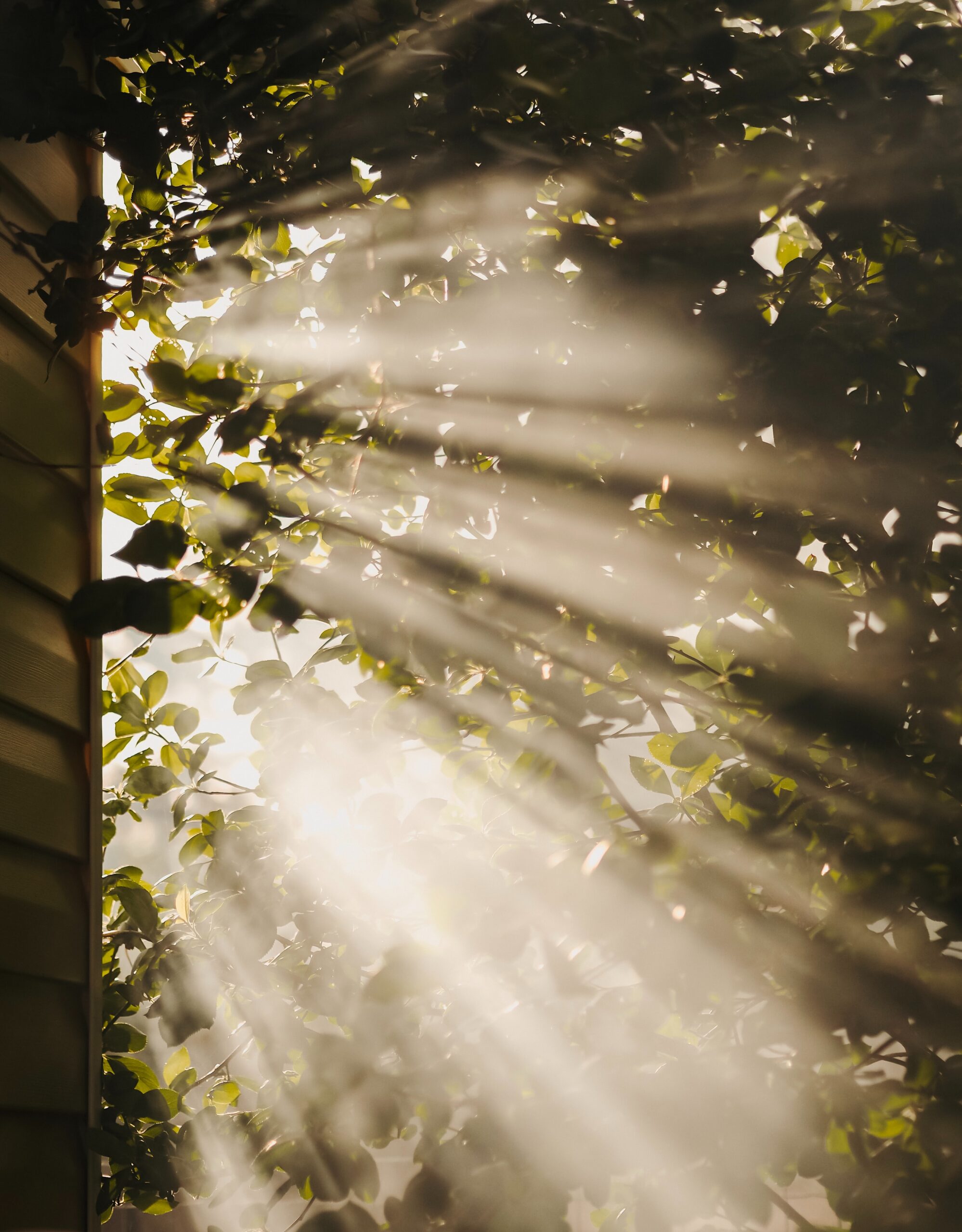 5 Downloadable Guides On Light In Photography - She Snaps